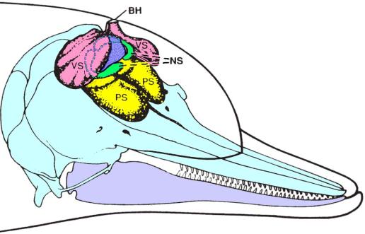Acoustical Model Of The Dolphin Biosonar Emission System